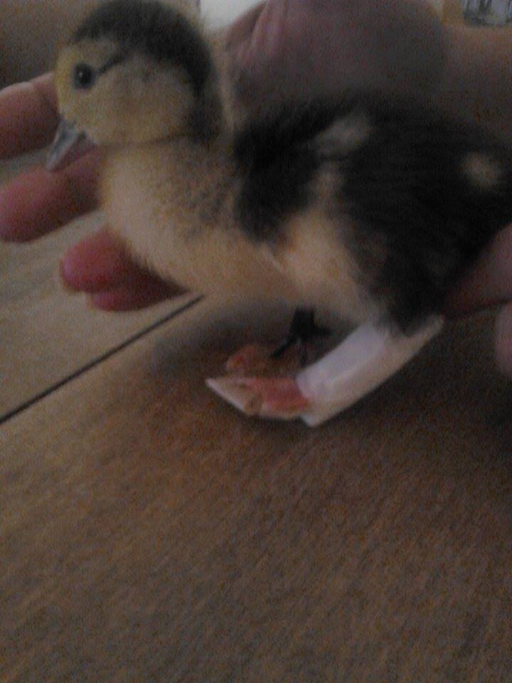 Ducks – Olive Tree Farm