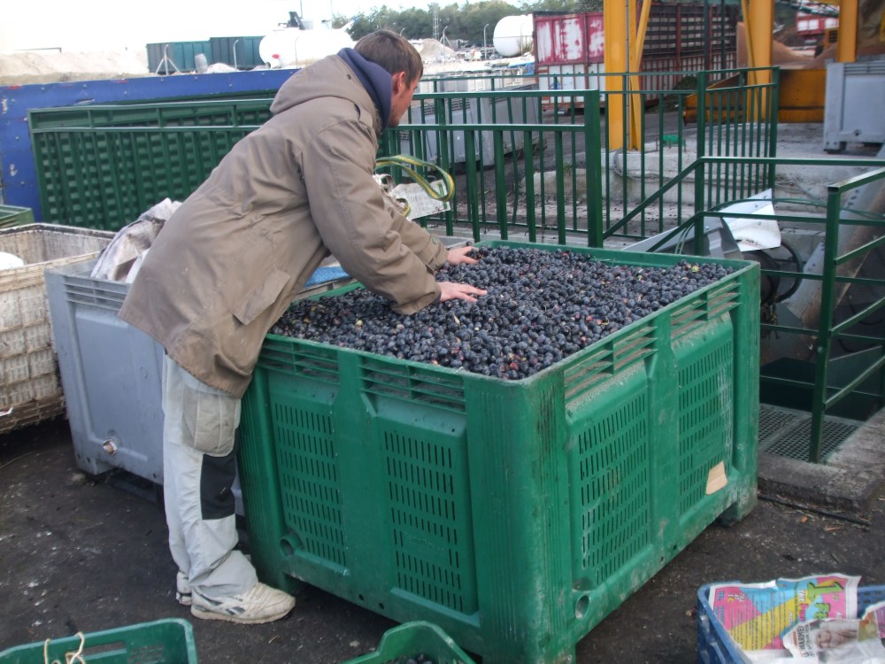 Our First Olive Harvest….. – Olive Tree Farm