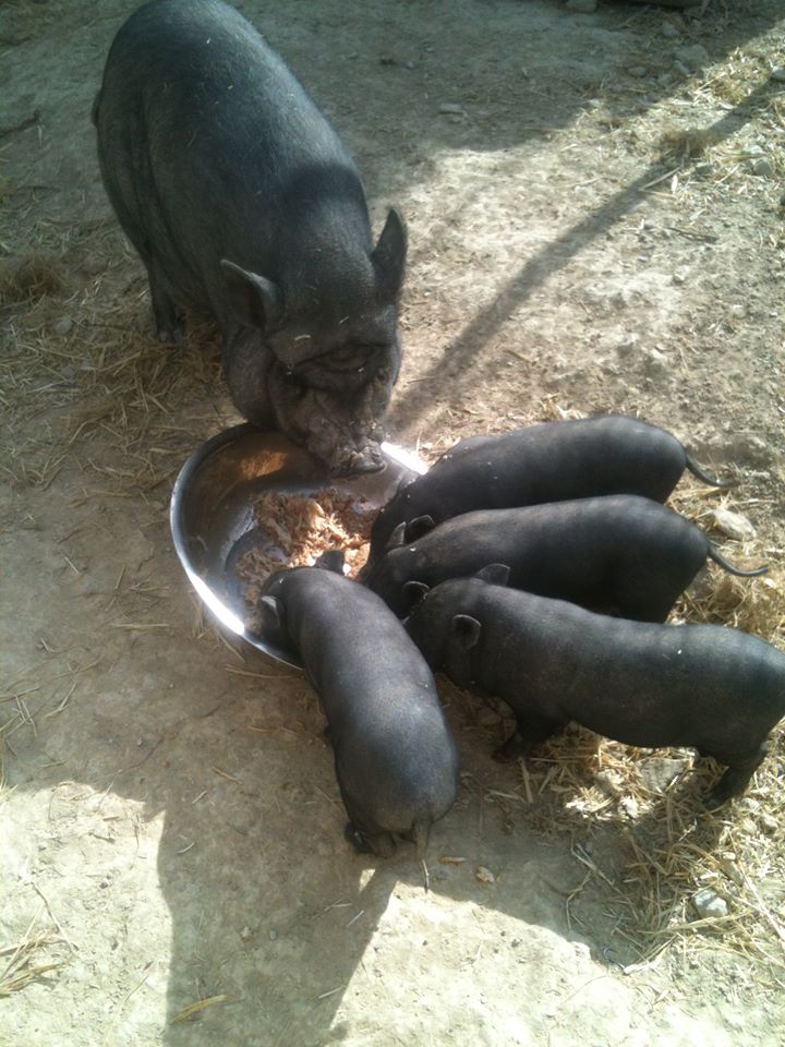 Pigs – Olive Tree Farm