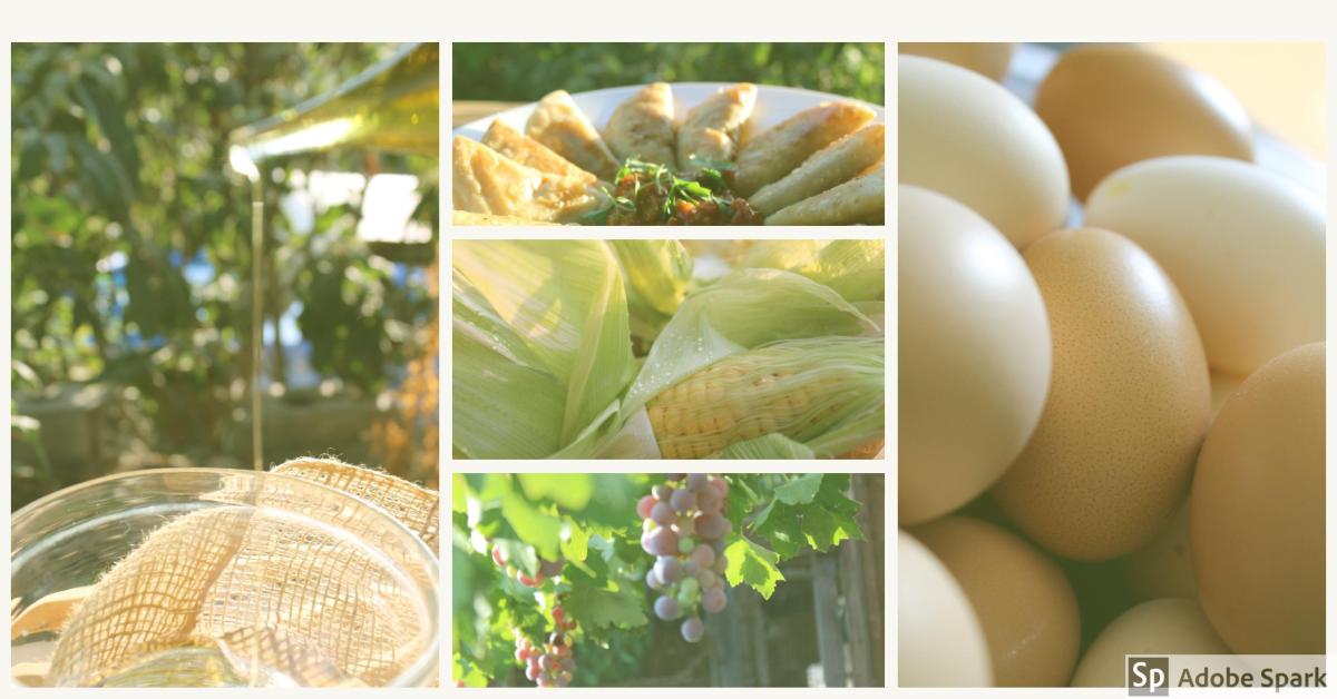Olive Tree Farm – Life On Our Family Farm In Spain